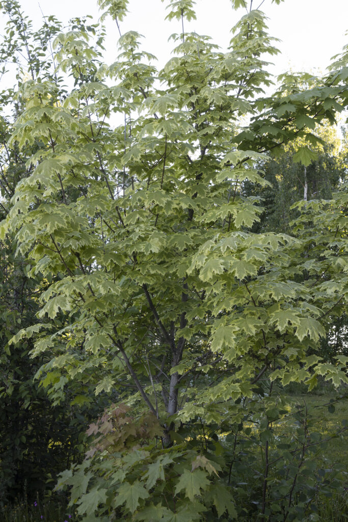 Vaahterat. Kirjovaahtera Acer Platanoides 'Drummondii'. Metsävaahteran ...