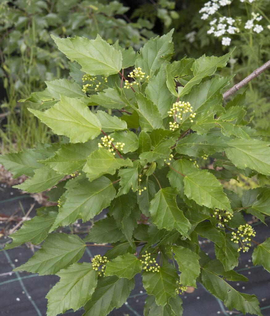 Vaahterat. Mongolianvaahtera Acer Tataricum subsp. 'Ginnala ...