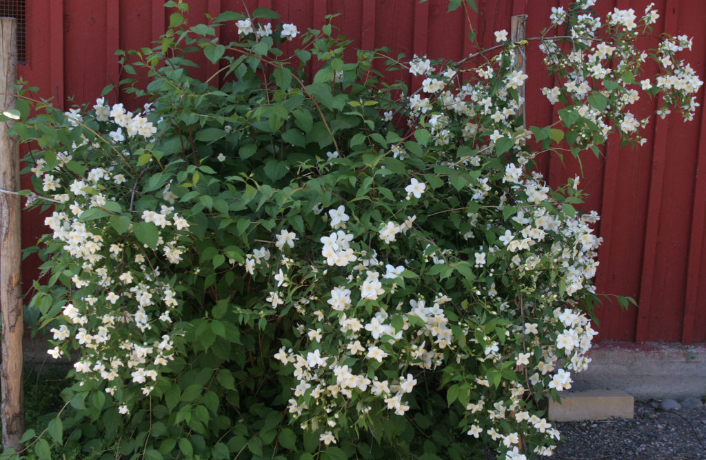 Jasmike. Loistojasmike Philadelphus Pubescens 'Tähtisilmä'. – Ari ...